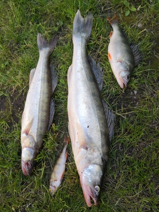 Starkis , pagauta 2019-06-25 - laimikio informacija | Kimba.lt