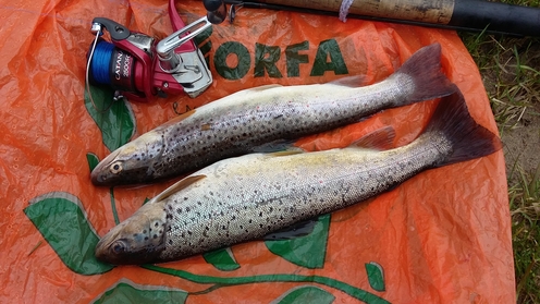 Margasis upėtakis , pagauta 2017-03-31 - laimikio informacija | Kimba.lt