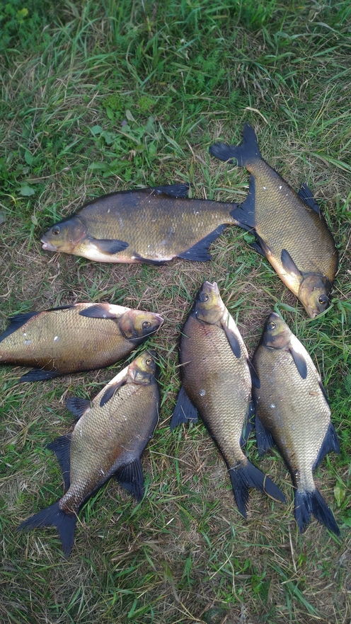 Karšis, 1.85kg. , pagauta 2018-08-19 - laimikio informacija | Kimba.lt