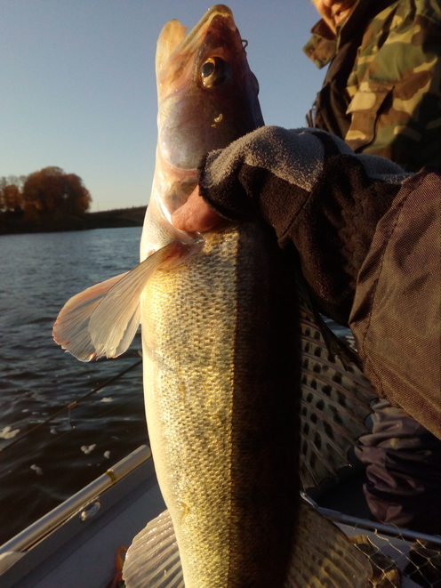 Starkis, 1.50kg. , pagauta 2019-10-05 - laimikio informacija | Kimba.lt