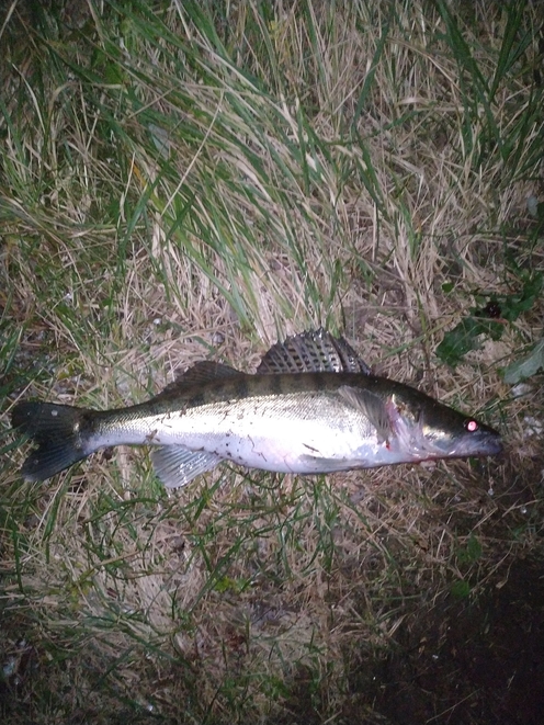 Starkis, 1.50kg., 54cm. , pagauta 2020-10-17 - laimikio informacija ...