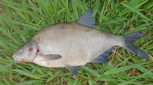 Karšis, 2.40kg., 44cm. , pagauta 2020-06-10 - laimikio informacija ...