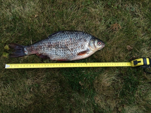 Paprastoji kuoja, 0.80kg., 35cm. , pagauta 2015-12-19 - laimikio ...