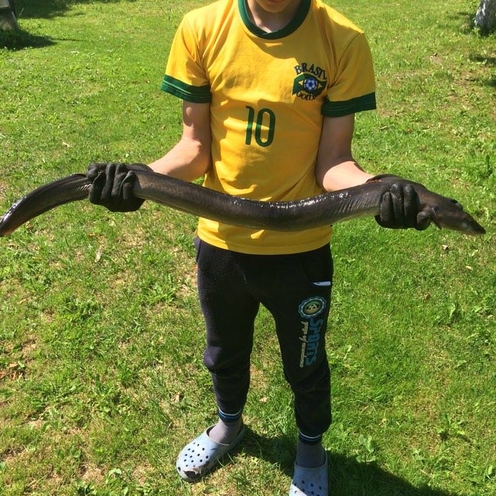 Ungurys, 1.60kg., 92cm. , pagauta 2016-06-24 - laimikio informacija ...